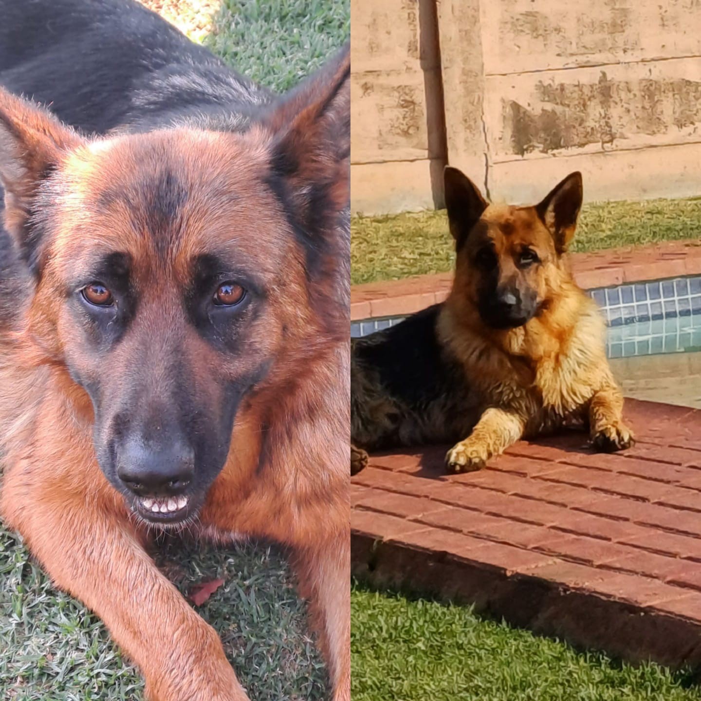 Pedigree German Shepard puppies available - ready to go. 3 x Females ...