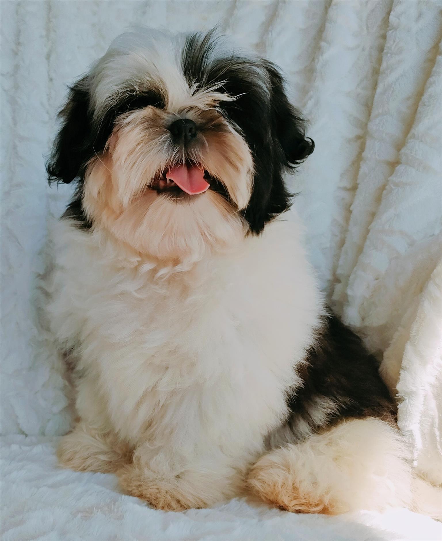 Shih Tzu male Puppies | Junk Mail