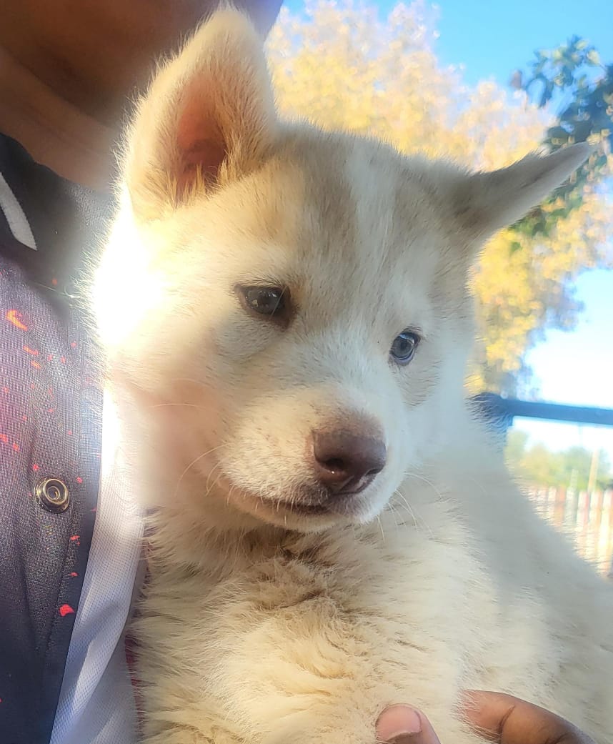 Siberian Husky Pups for Sale | Junk Mail