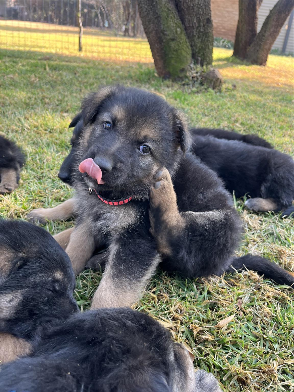 Shollie Puppies for sale | Junk Mail