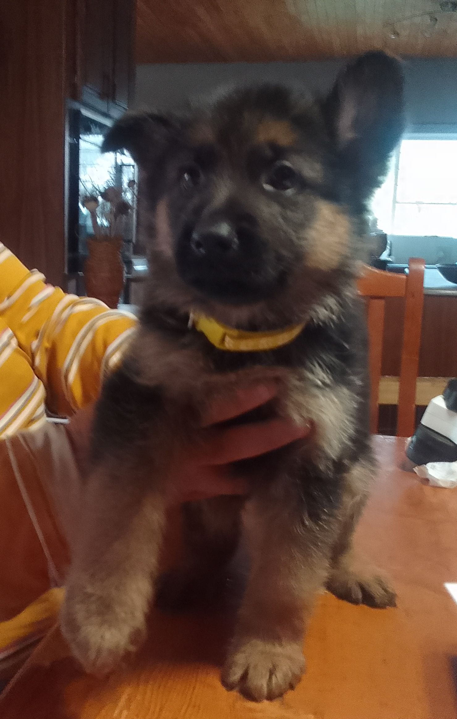 German Shepherd Pup | Junk Mail