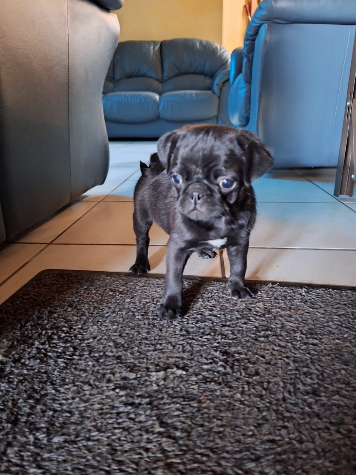 Pug puppy | Junk Mail