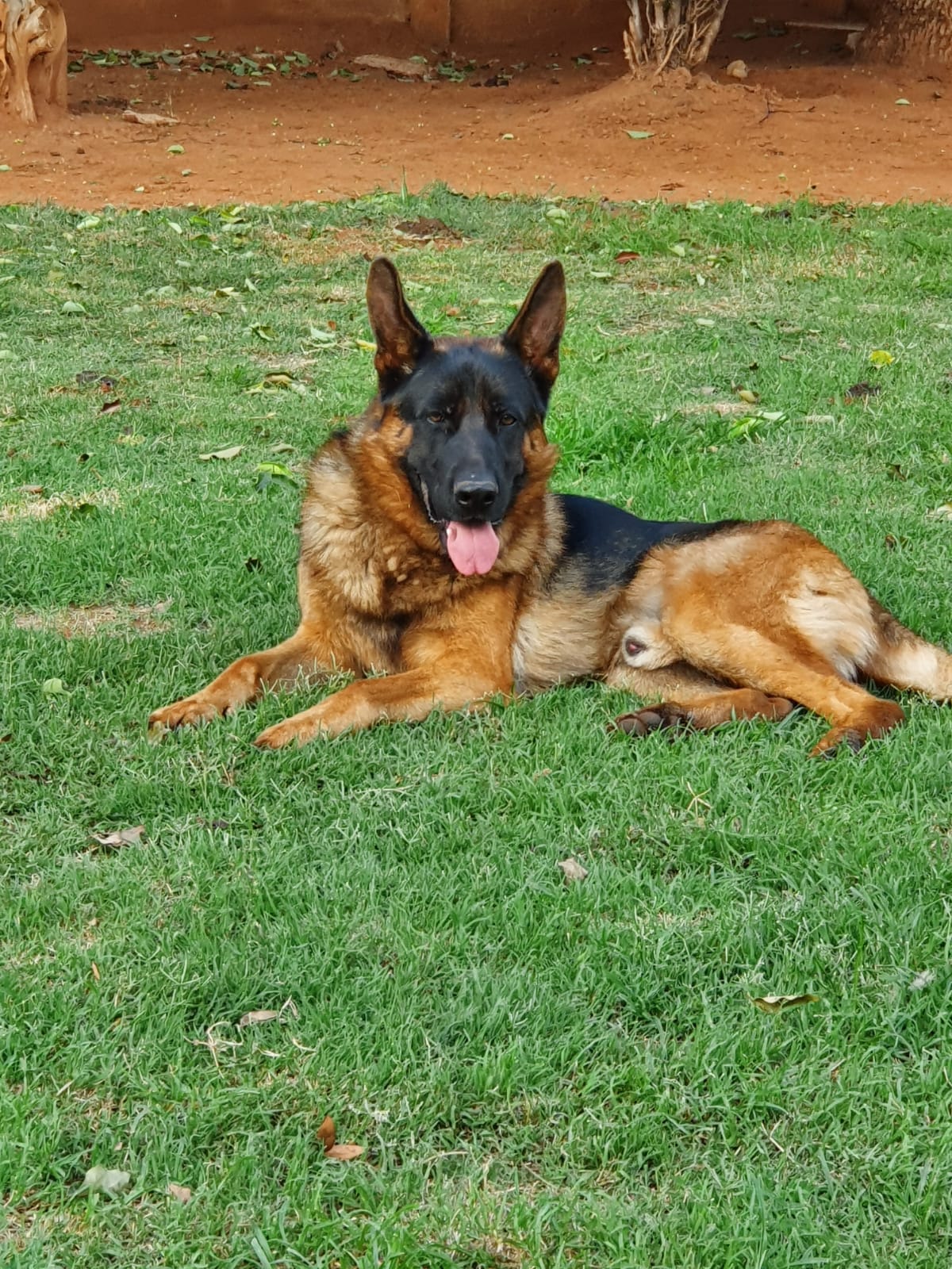 Puppy (German Shepherd Puppies) | Junk Mail Marketplace