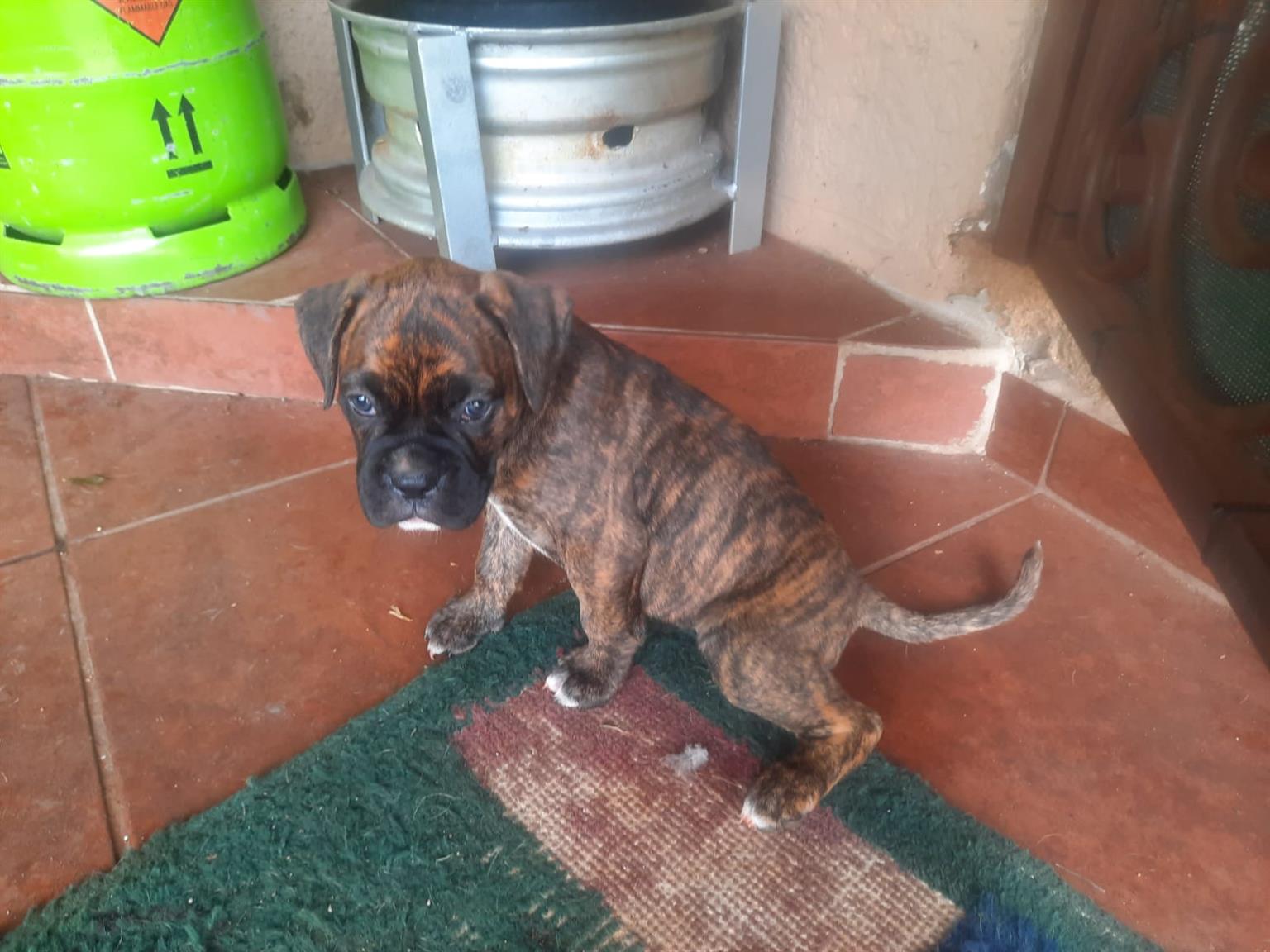 Pure Breed Boxer Puppies | Junk Mail Marketplace