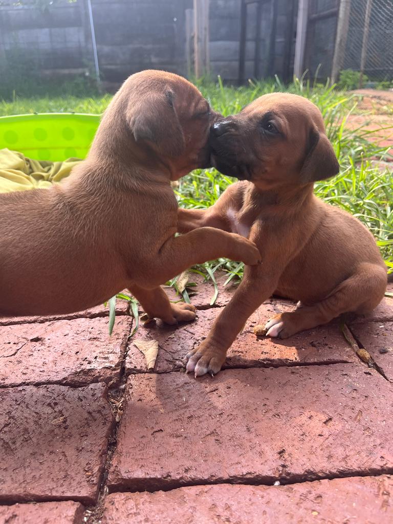 Rhodesian ridgeback puppies | Junk Mail