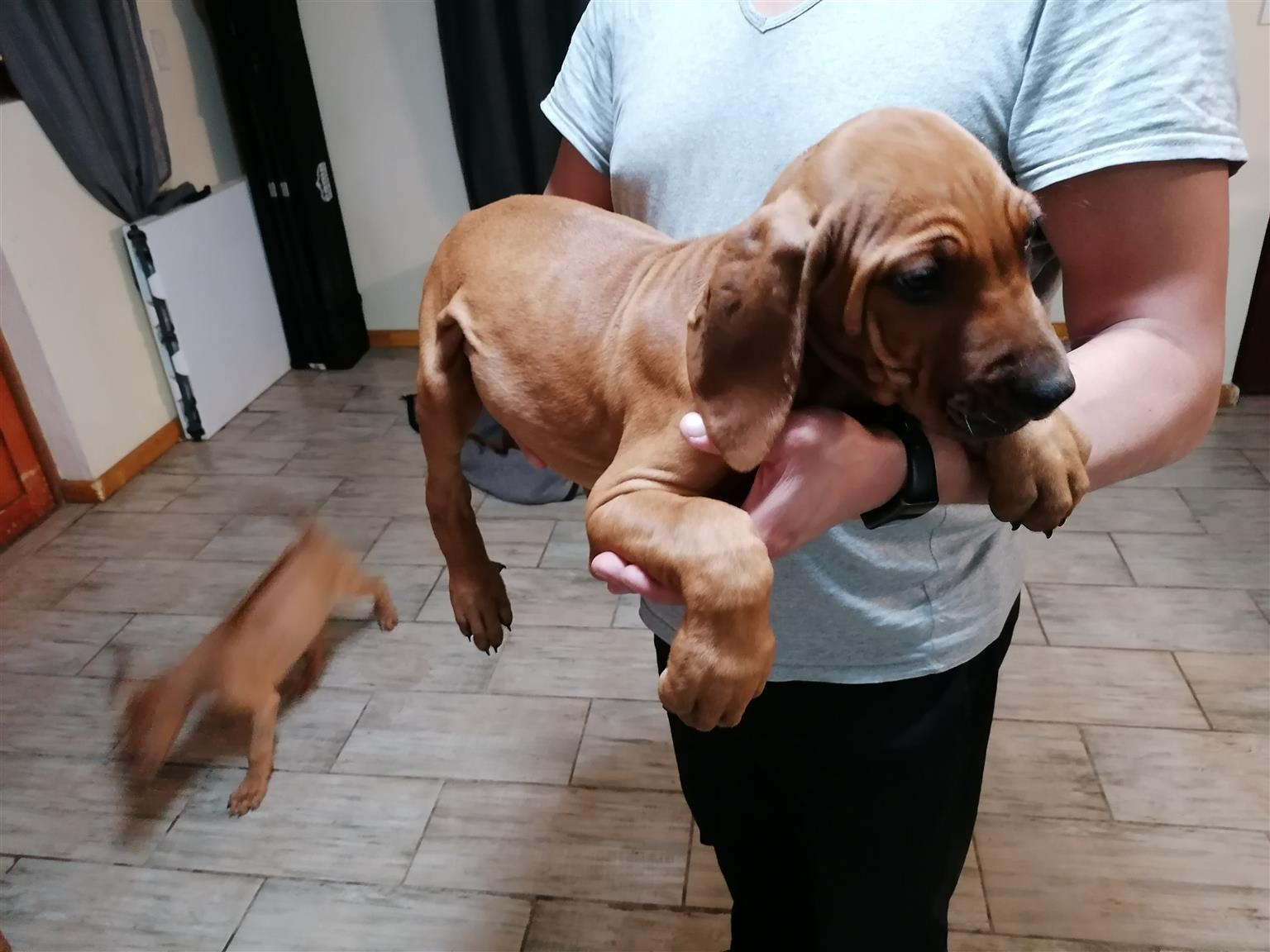 Rhodesian Ridgeback puppies for sale | Junk Mail Marketplace