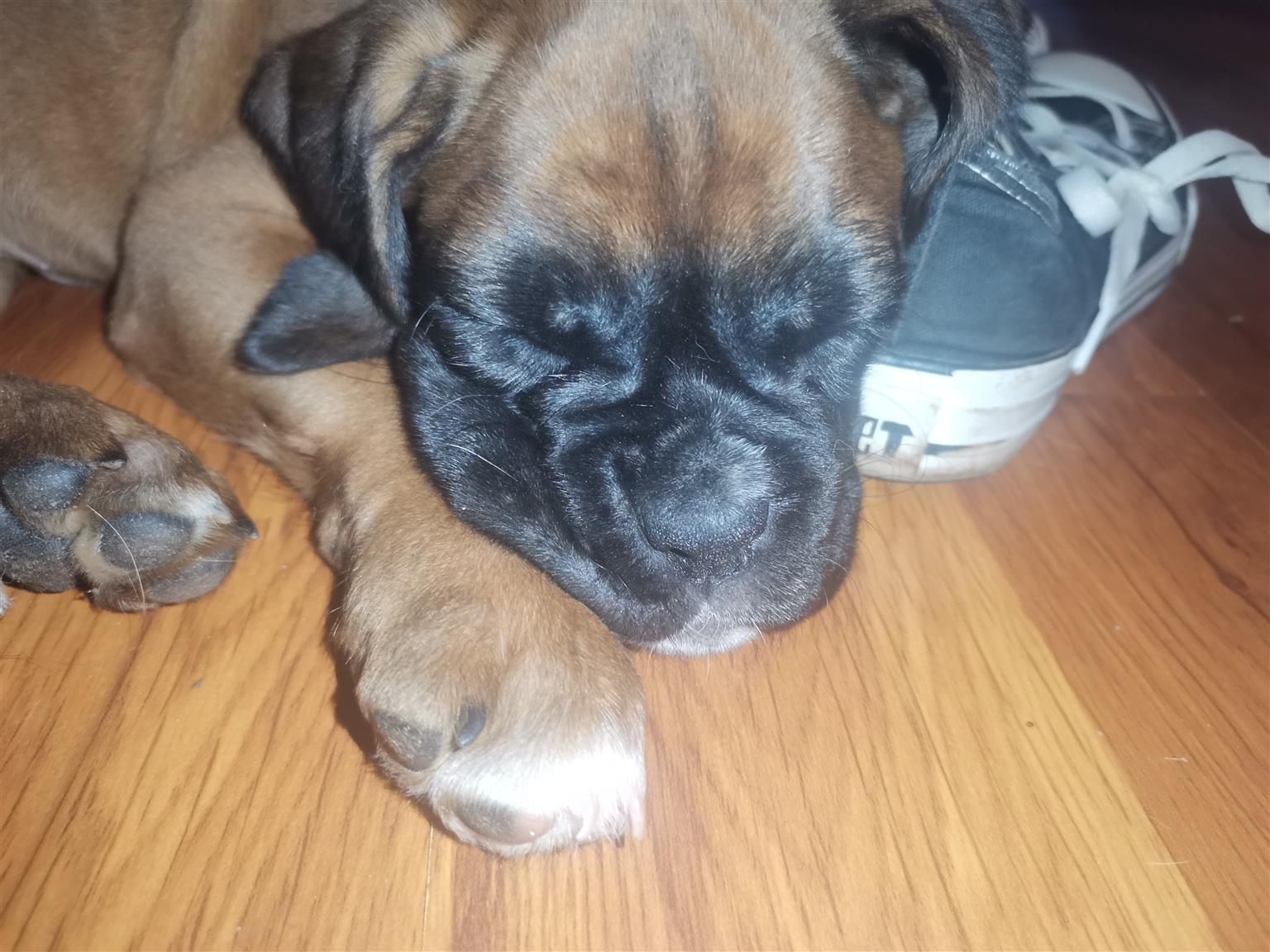 Boxer female | Junk Mail Marketplace