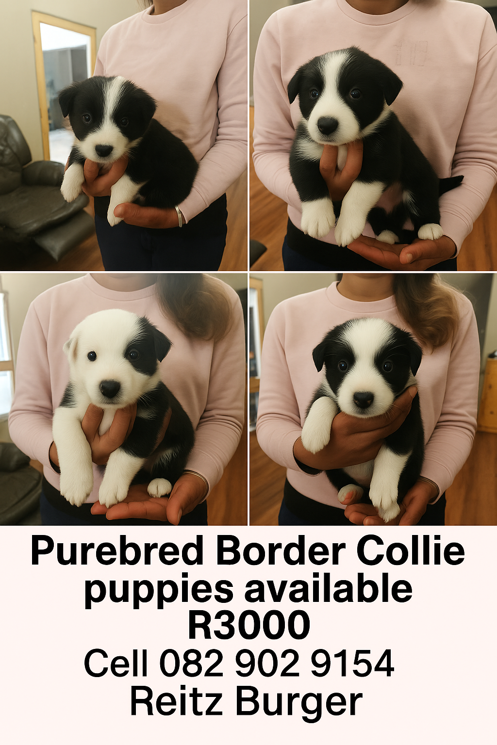 Purebred Border Collie Puppies – Vet Checked & Healthy | Junk Mail ...