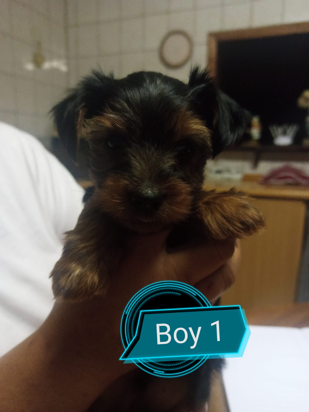 Traditional Pure breed Yorkie puppies | Junk Mail