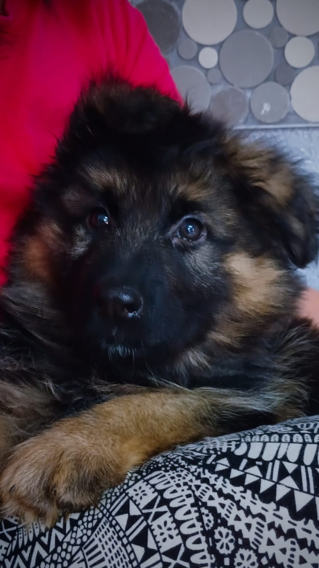 German Shepherd Puppy | Junk Mail