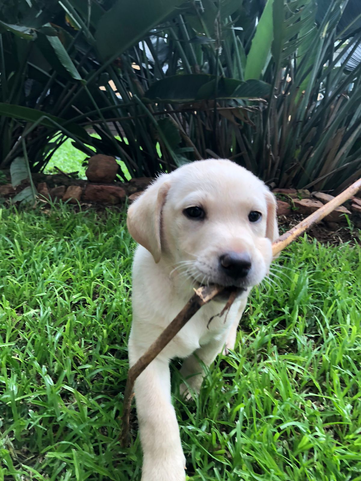 Are Lab Retrievers Good Guard Dogs