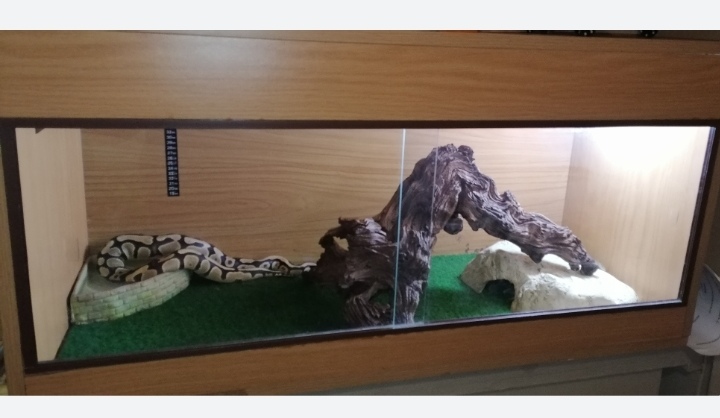 Ball Python with (fire, pastel, banana) Female, 10 months old ...