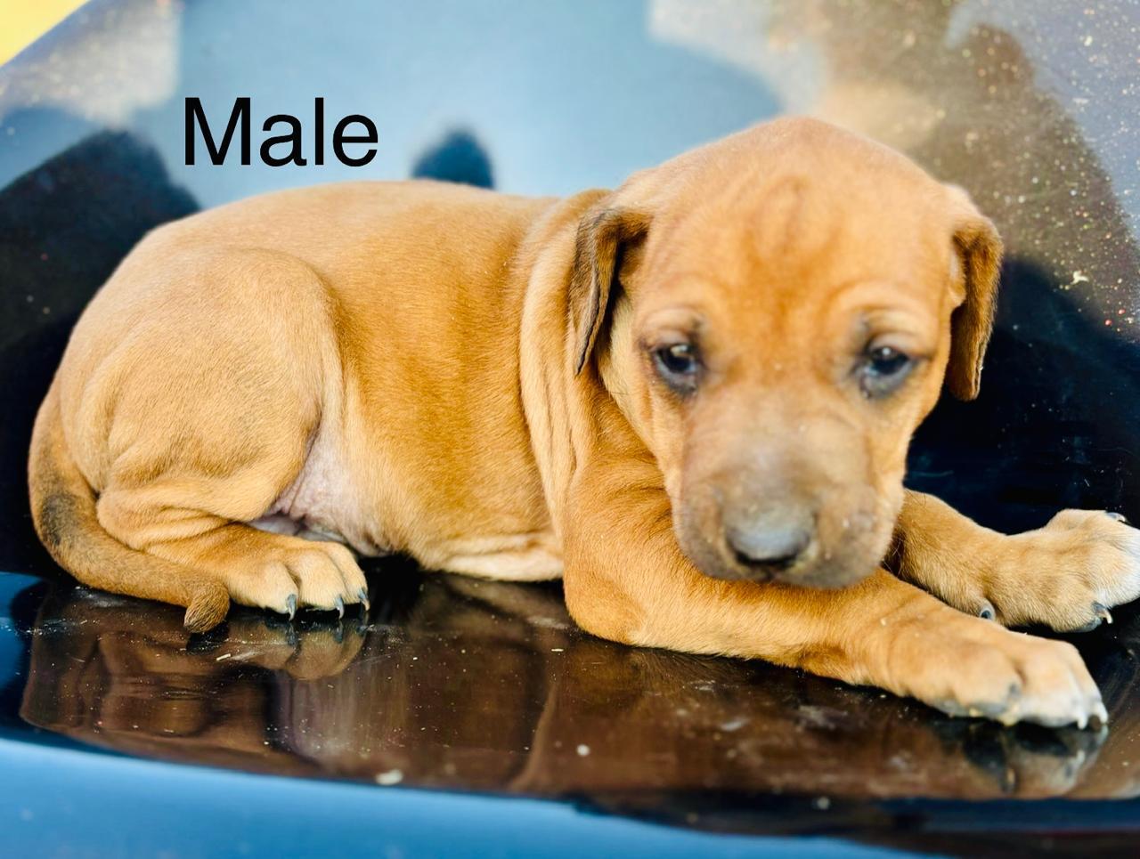 Rhodesian ridgeback puppies | Junk Mail Marketplace