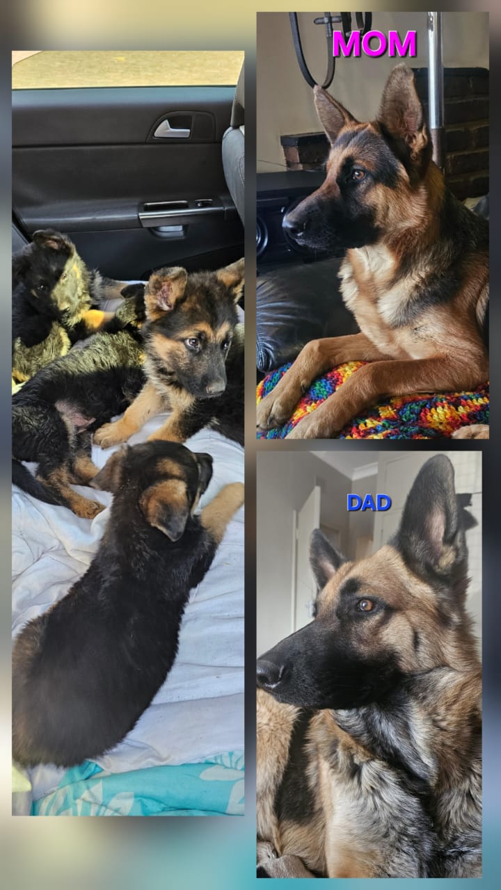 German Shepherd Puppies | Junk Mail Marketplace