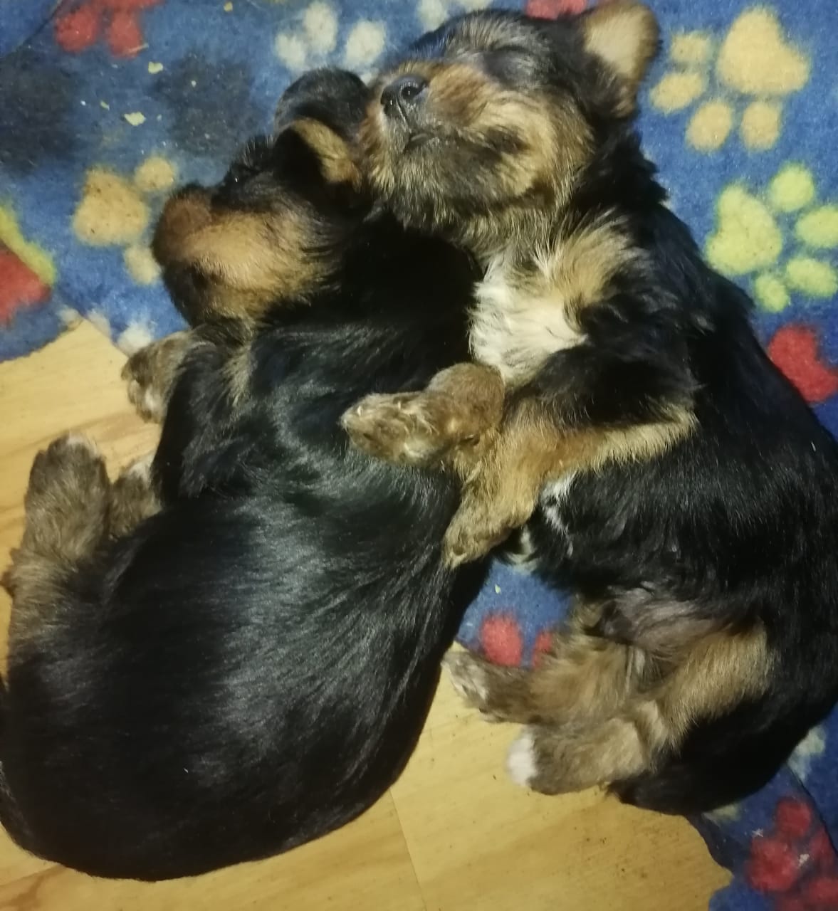 2 male Yorkshire terrier puppies | Junk Mail