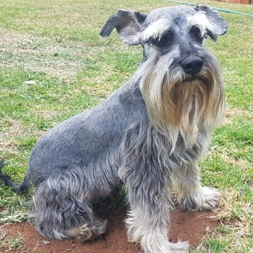 Are Miniature Schnauzer Good With Kids
