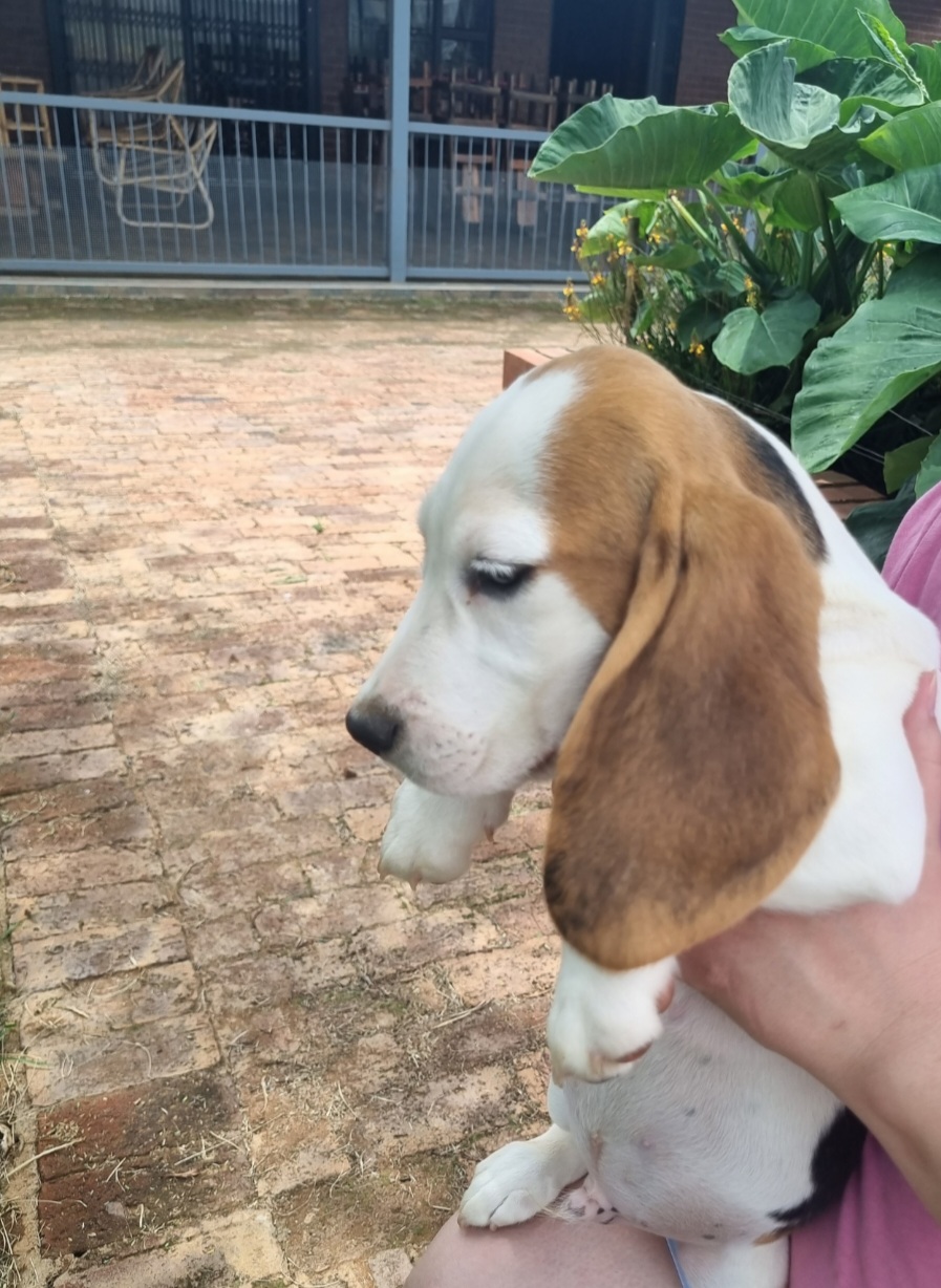 Beautiful Basset puppy for sale. | Junk Mail Marketplace