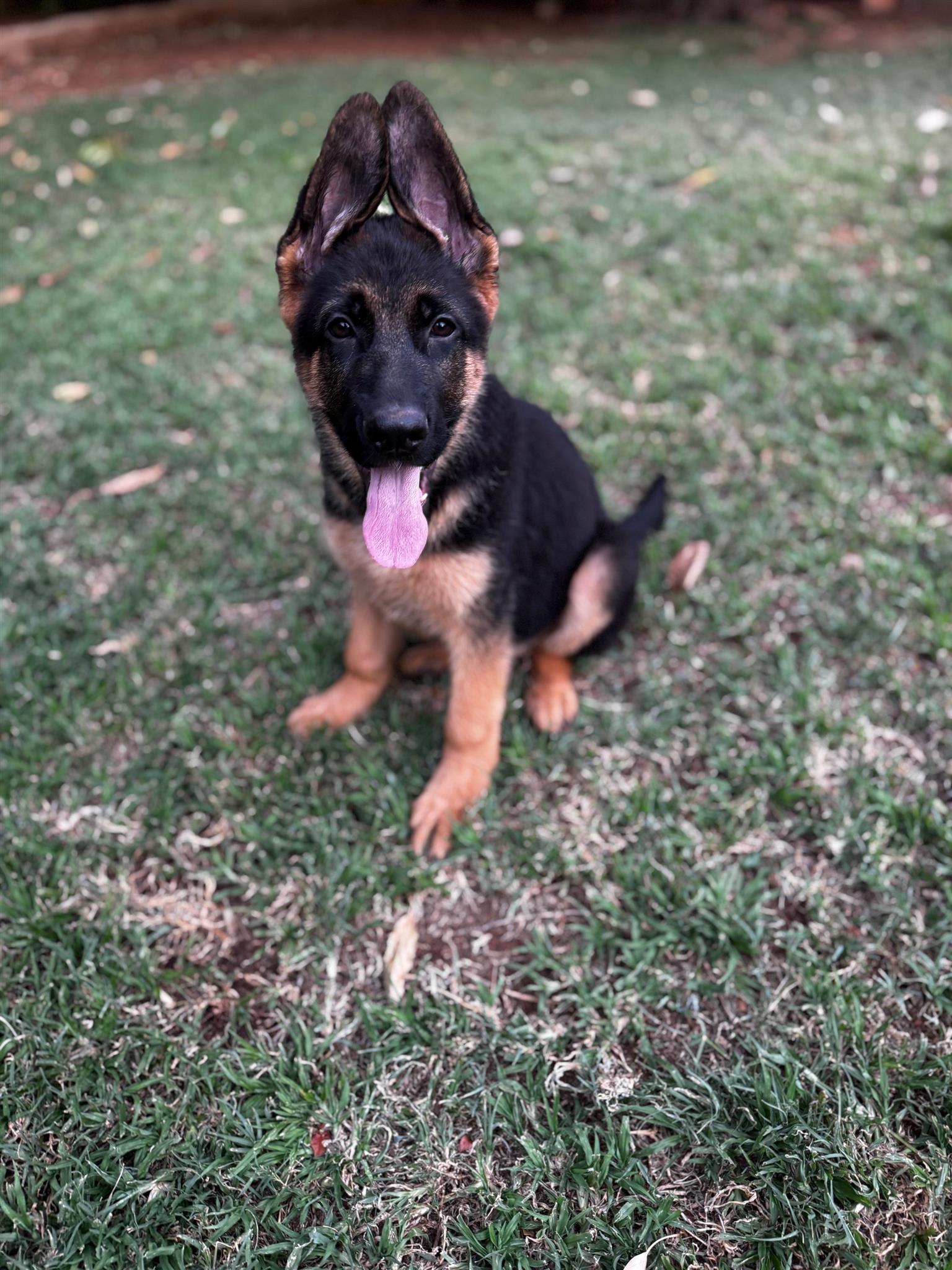 Registered German Shepherd puppy | Junk Mail Marketplace