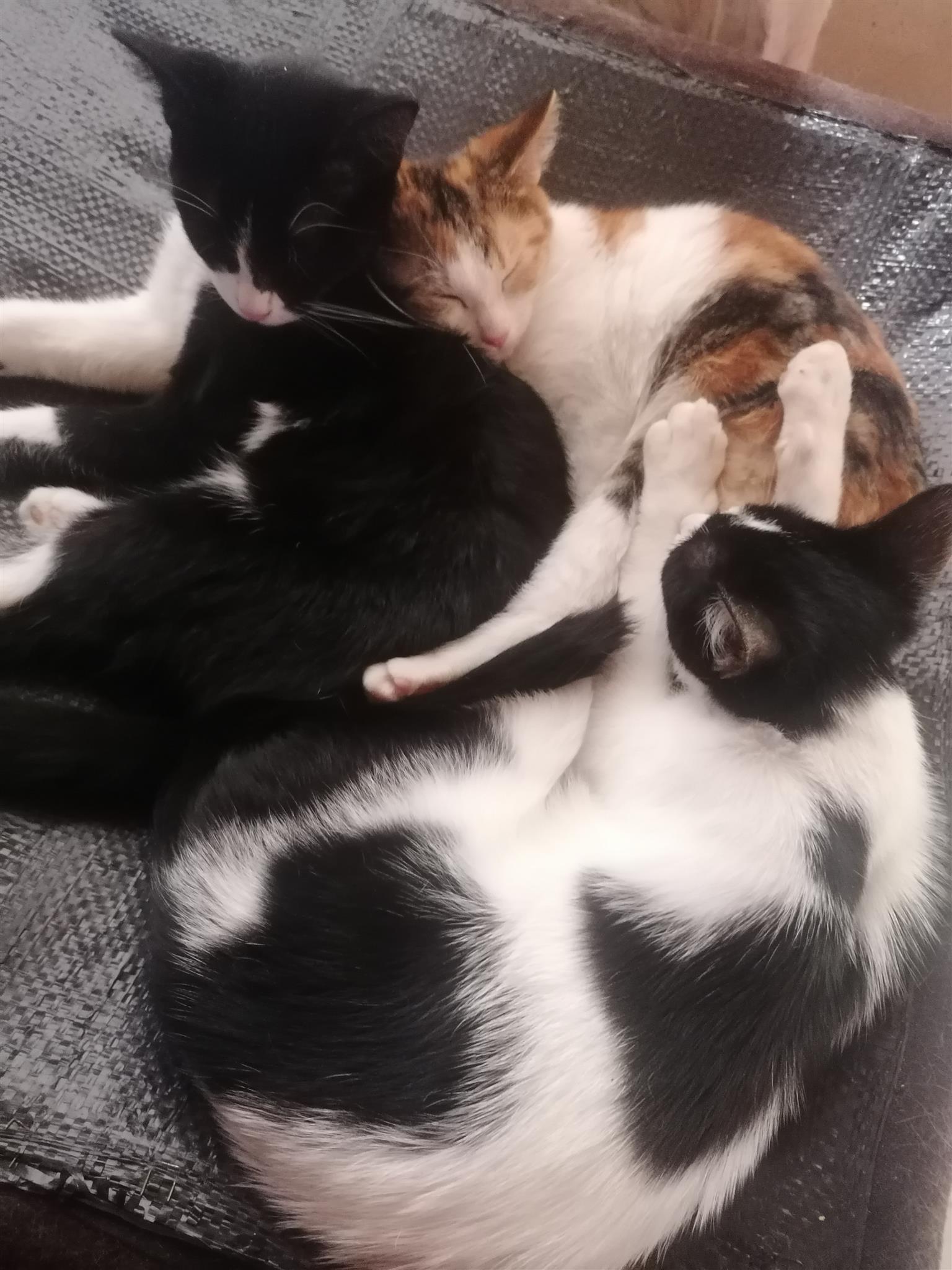 KITTENS 3x 7months old all sterilized | Junk Mail Marketplace