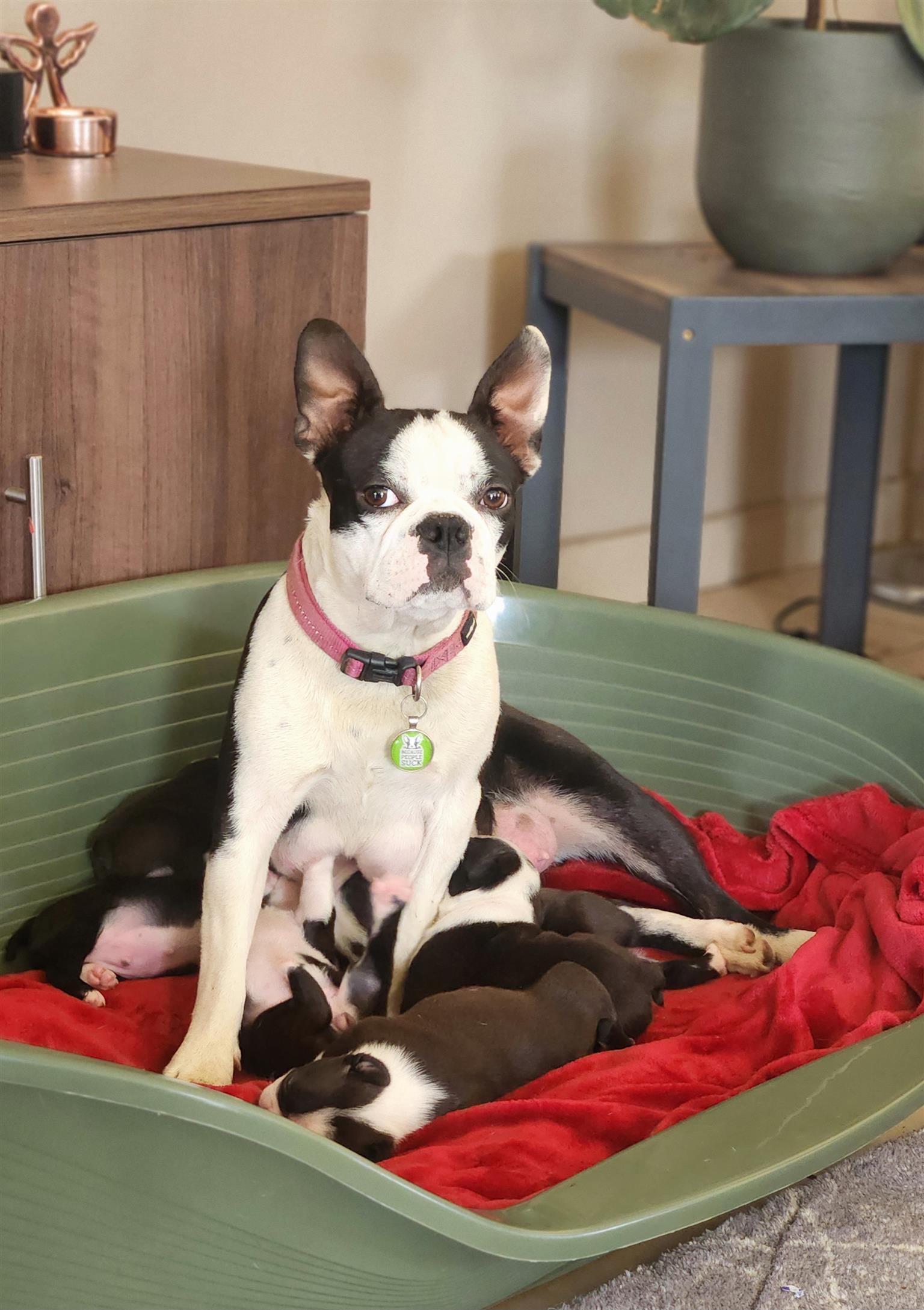Beautiful Boston terrier boy | Junk Mail Marketplace