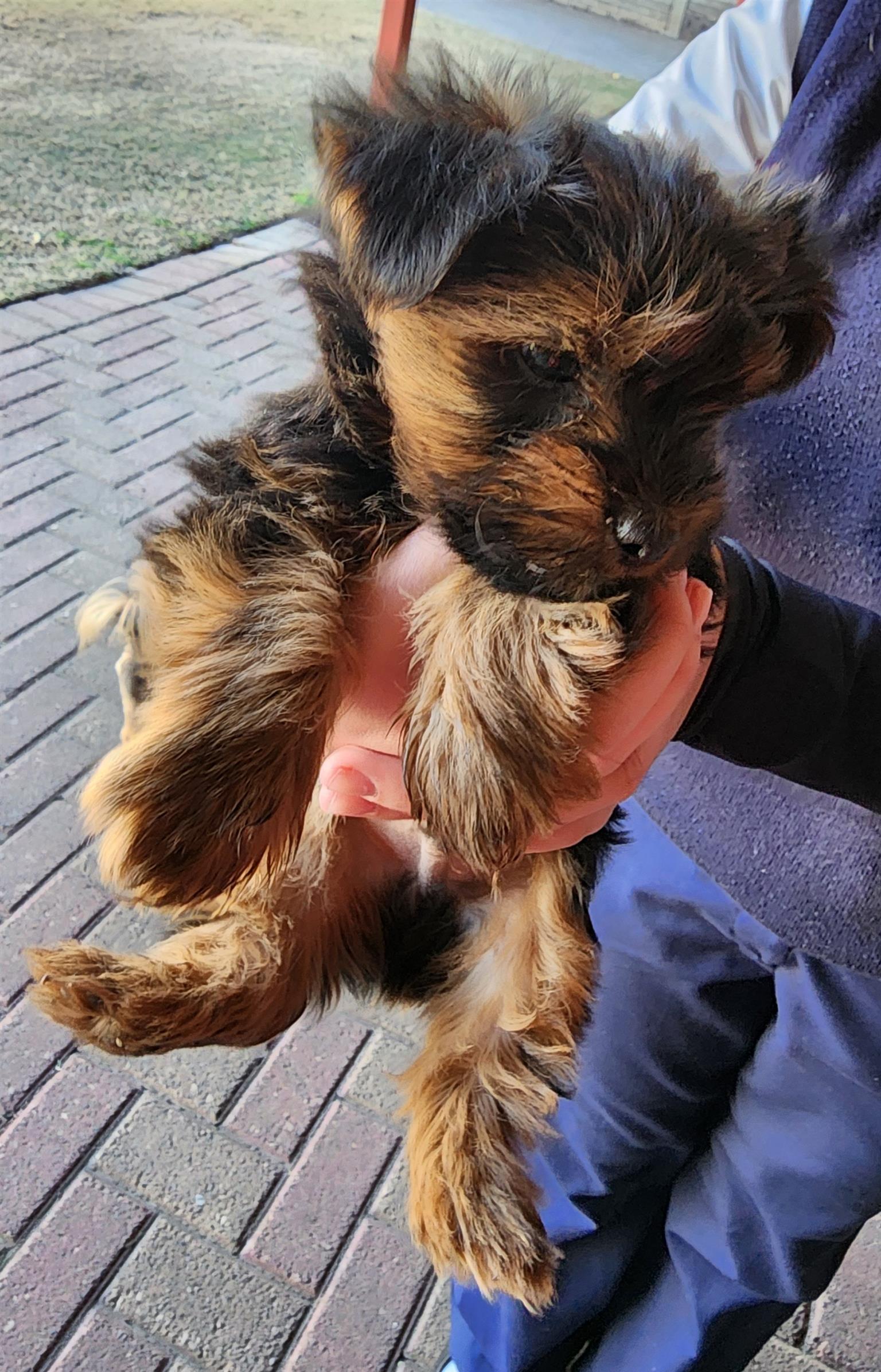 Yorkshire Terrier (Yorkie) puppy for sale | Junk Mail