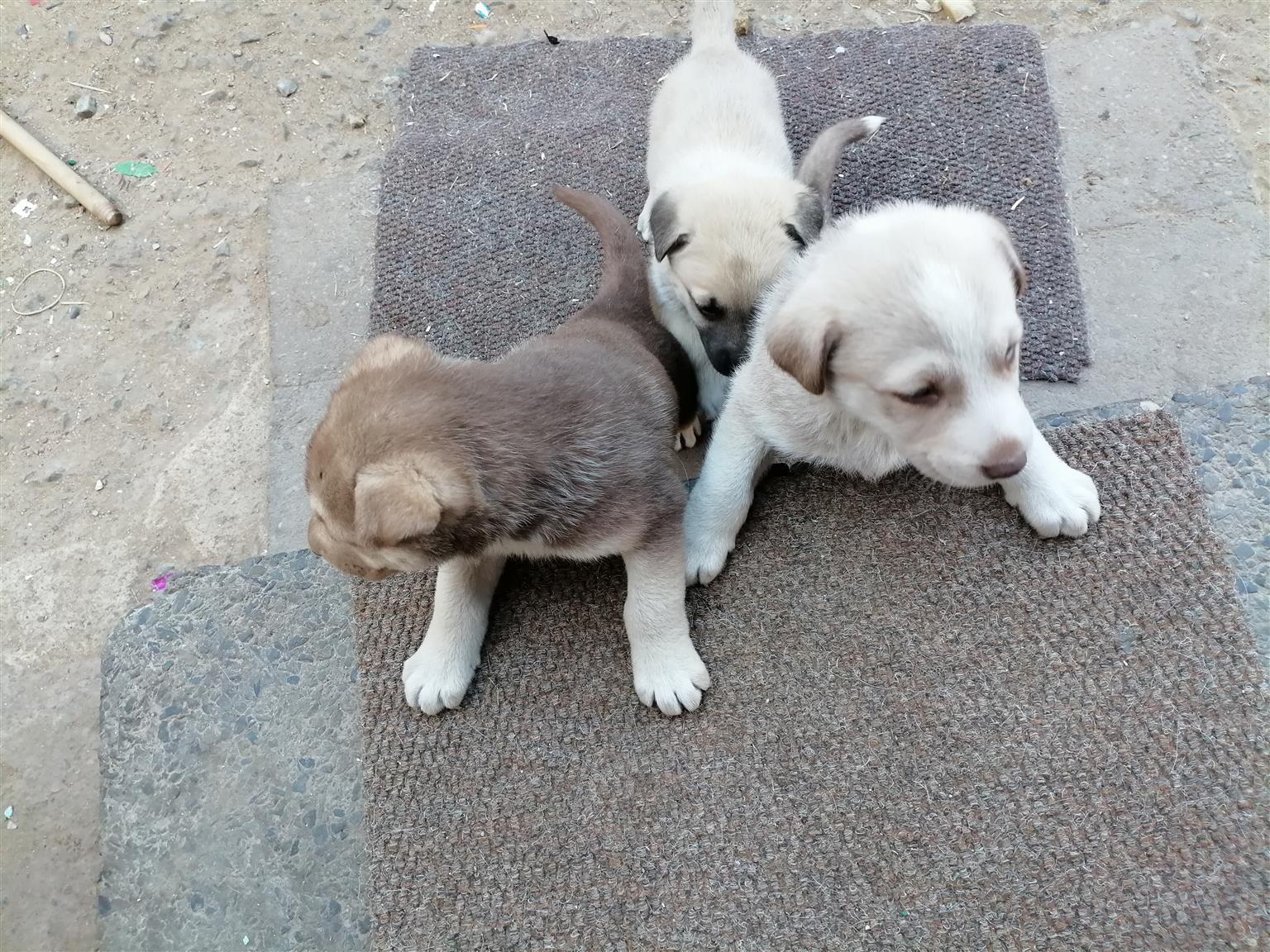 Husky/Alsation/Sherperd puppies | Junk Mail Marketplace