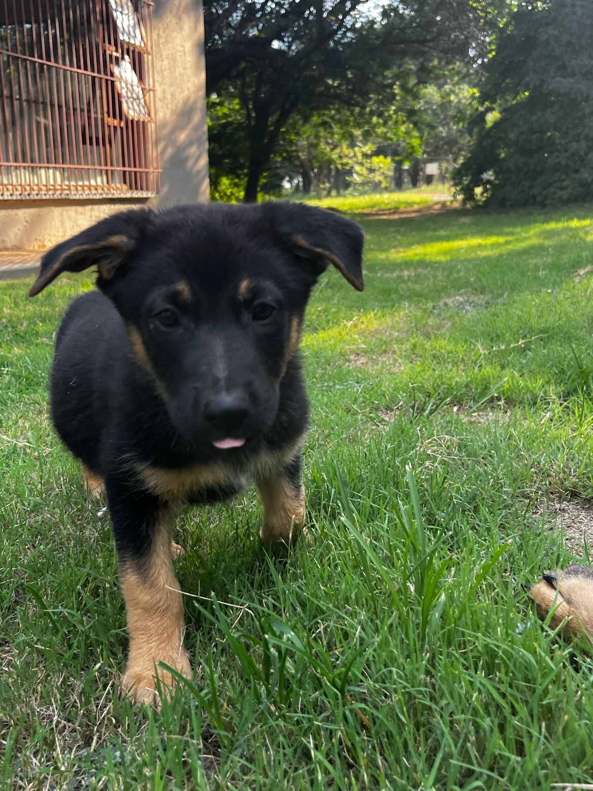 German shepard puppies | Junk Mail Marketplace