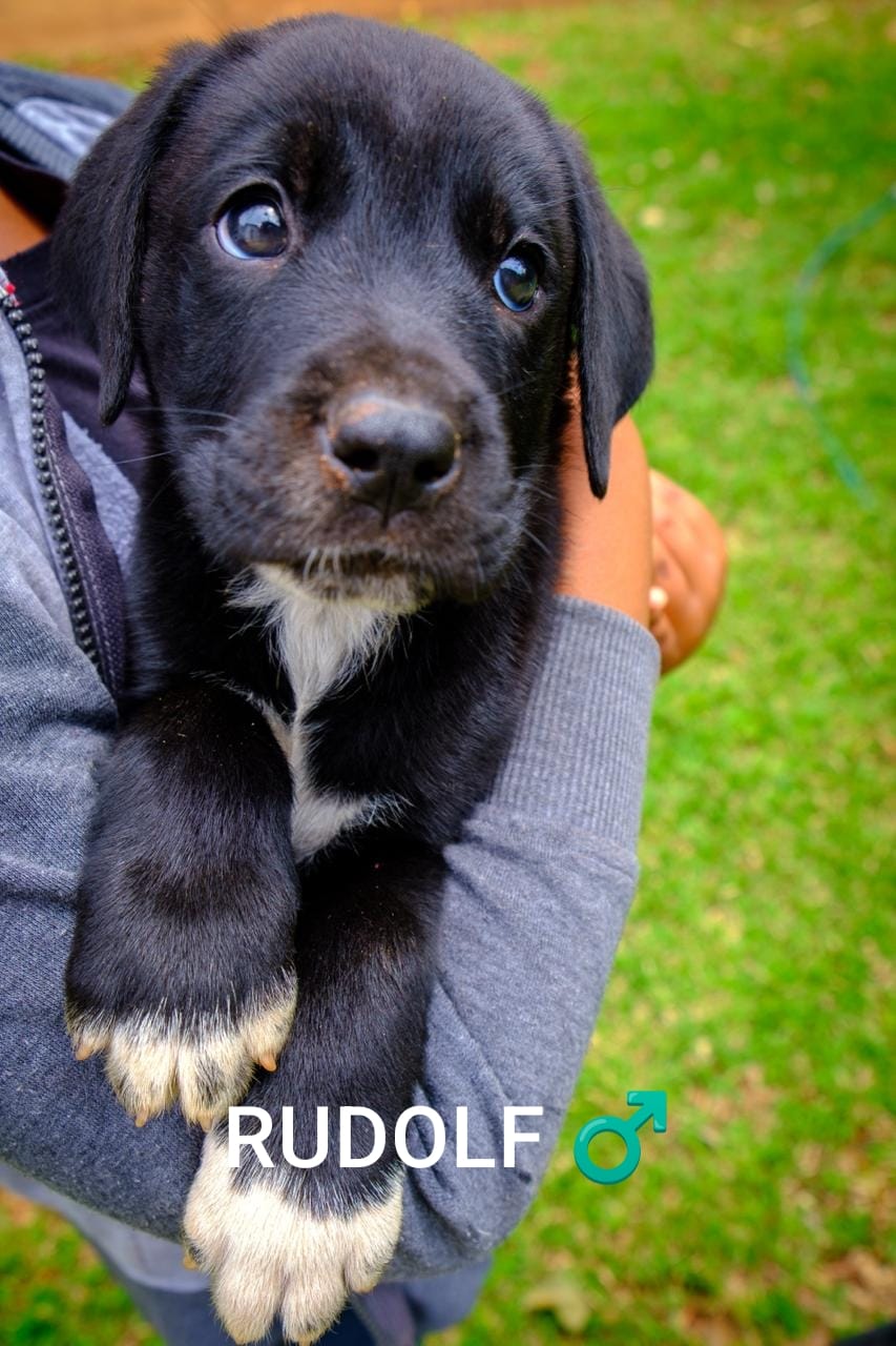 Weiler-Dane (Rottweiler X Great Dane) puppies | Junk Mail Marketplace