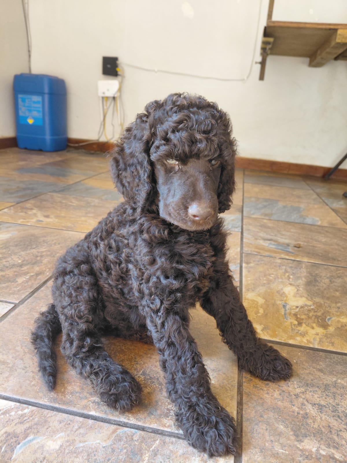Standard French Poodles | Junk Mail Marketplace