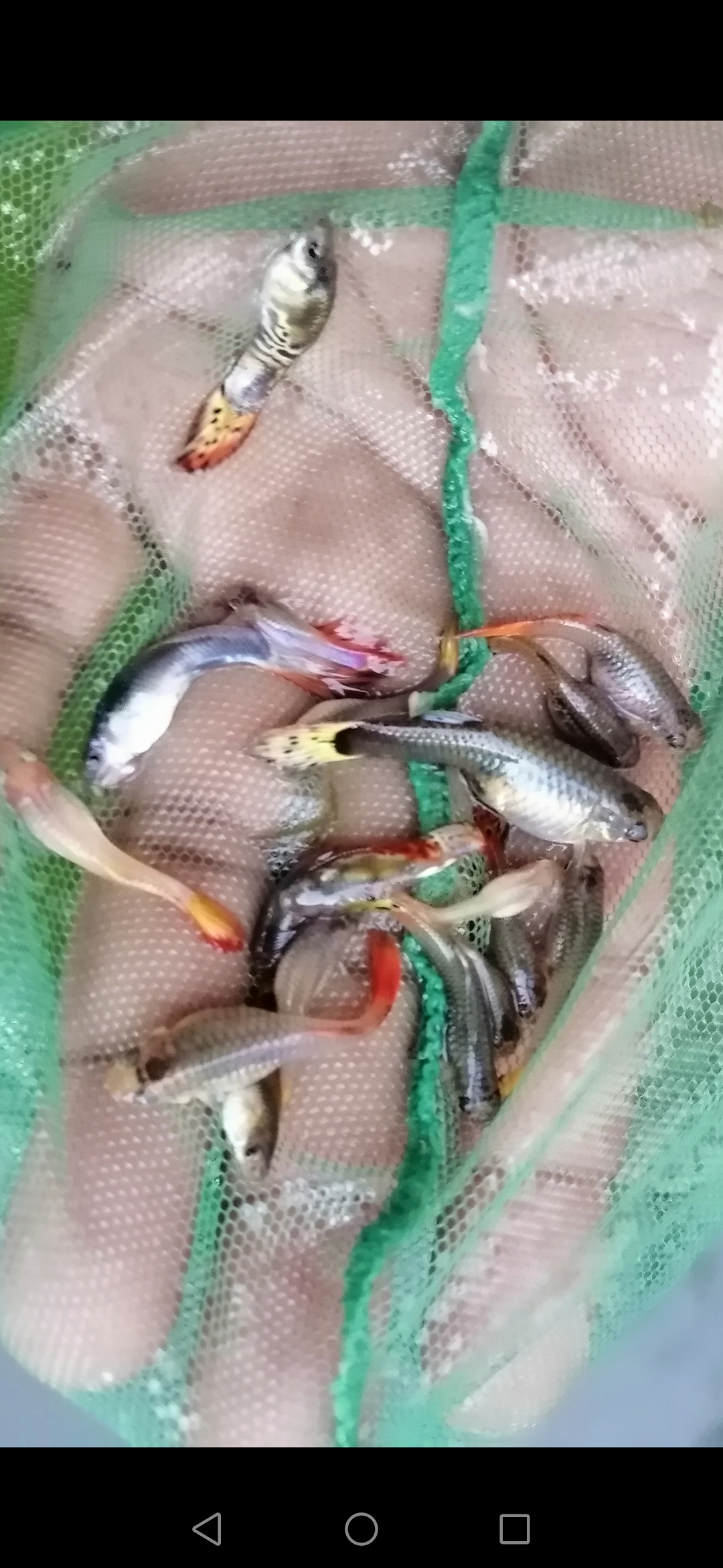 Fancy Tail Guppies | Junk Mail Marketplace