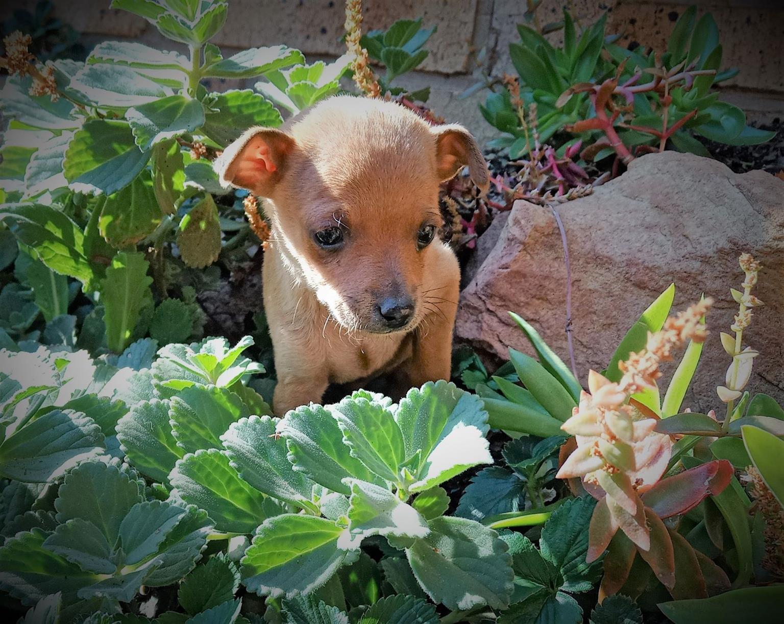 Pure bred Miniature Doberman Pincher male puppy | Junk Mail