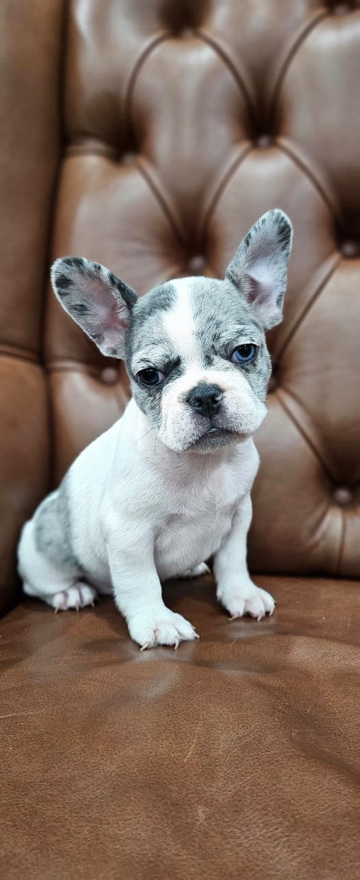 Gorgeous Exotic Frenchies available | Junk Mail Marketplace