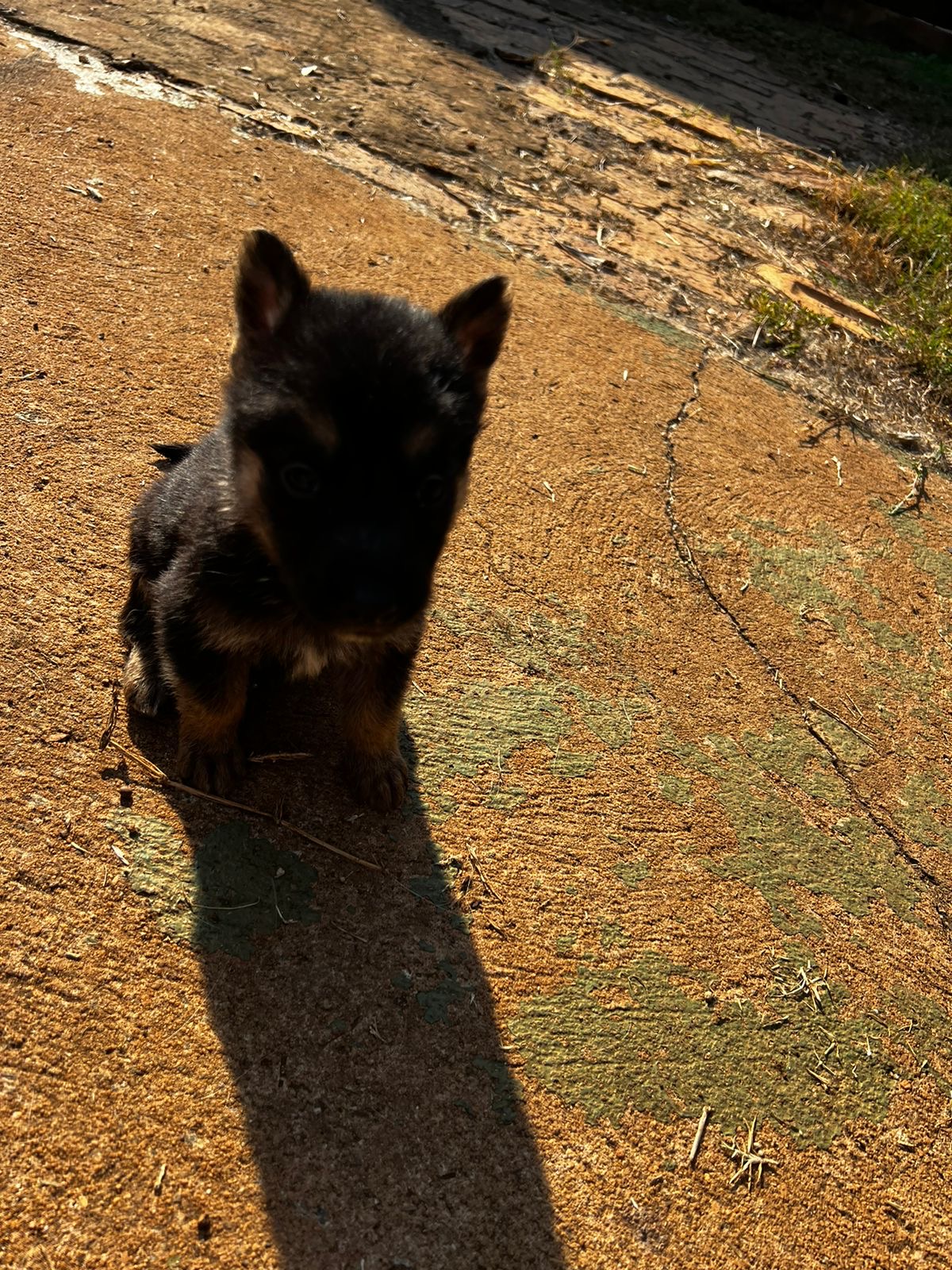 German shepherd puppies | Junk Mail