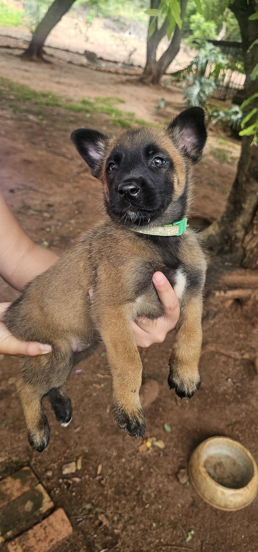 PUREBRED BELGIUM MALINOIS PUPPIES FOR SALE. | Junk Mail Marketplace
