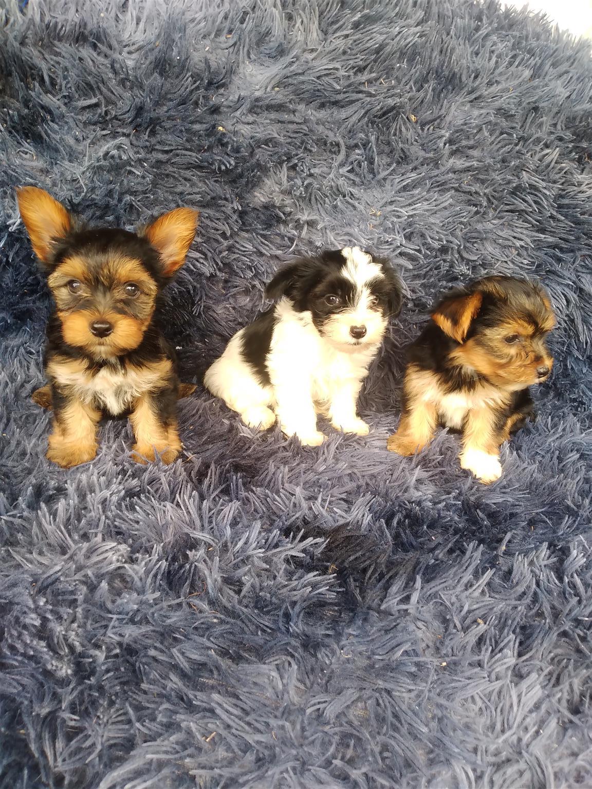 Beautiful yorkie puppies | Junk Mail Marketplace