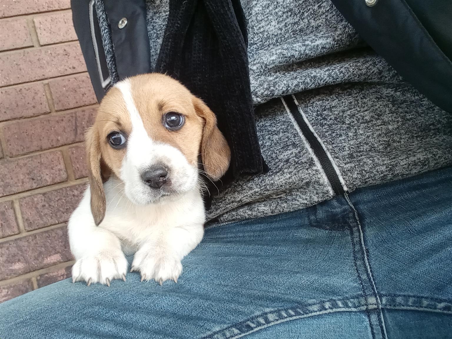 Baby Beagle puppies | Junk Mail