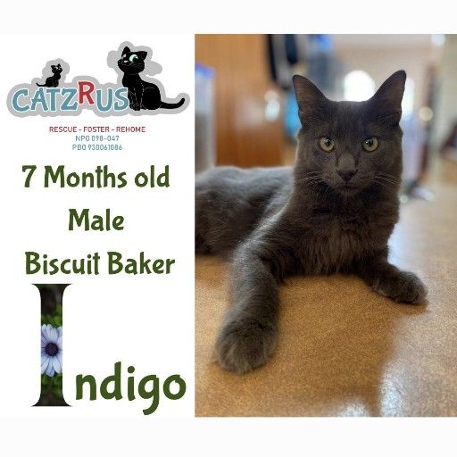 Indigo - beautiful fluffy boy. | Junk Mail