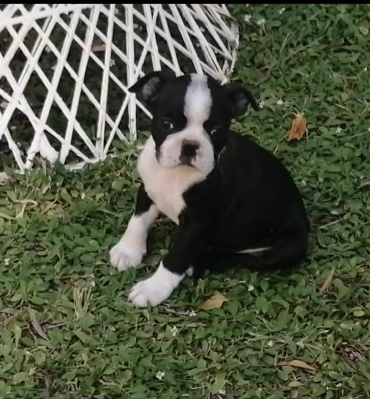 Boston terrier hondjies | Junk Mail Marketplace