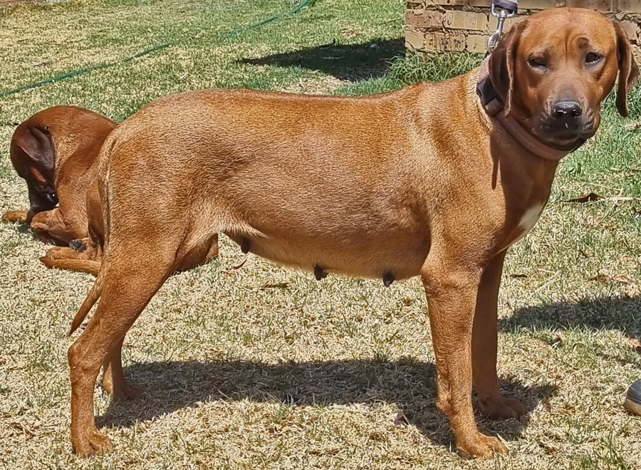 Purebred Rhodesian Ridgeback puppies for sale | Junk Mail