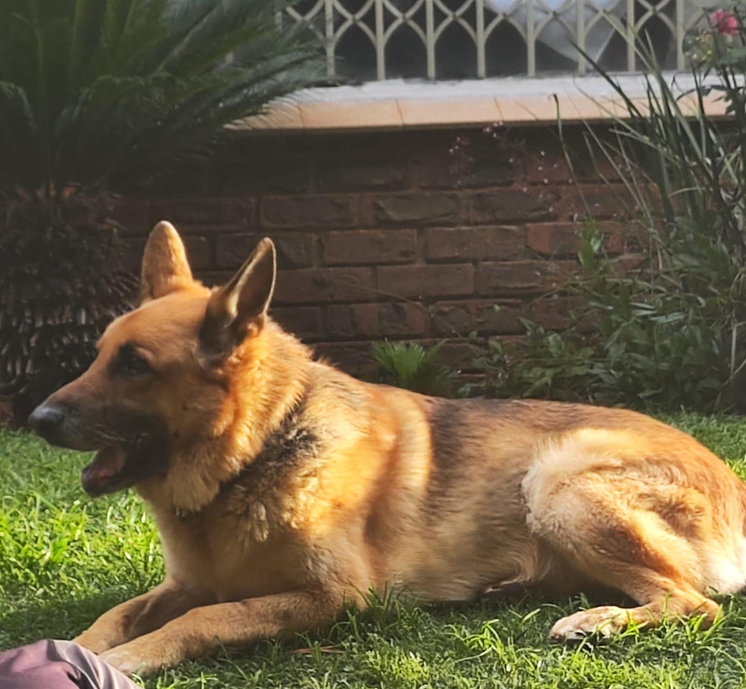 German Shepard puppies for sale | Junk Mail Marketplace