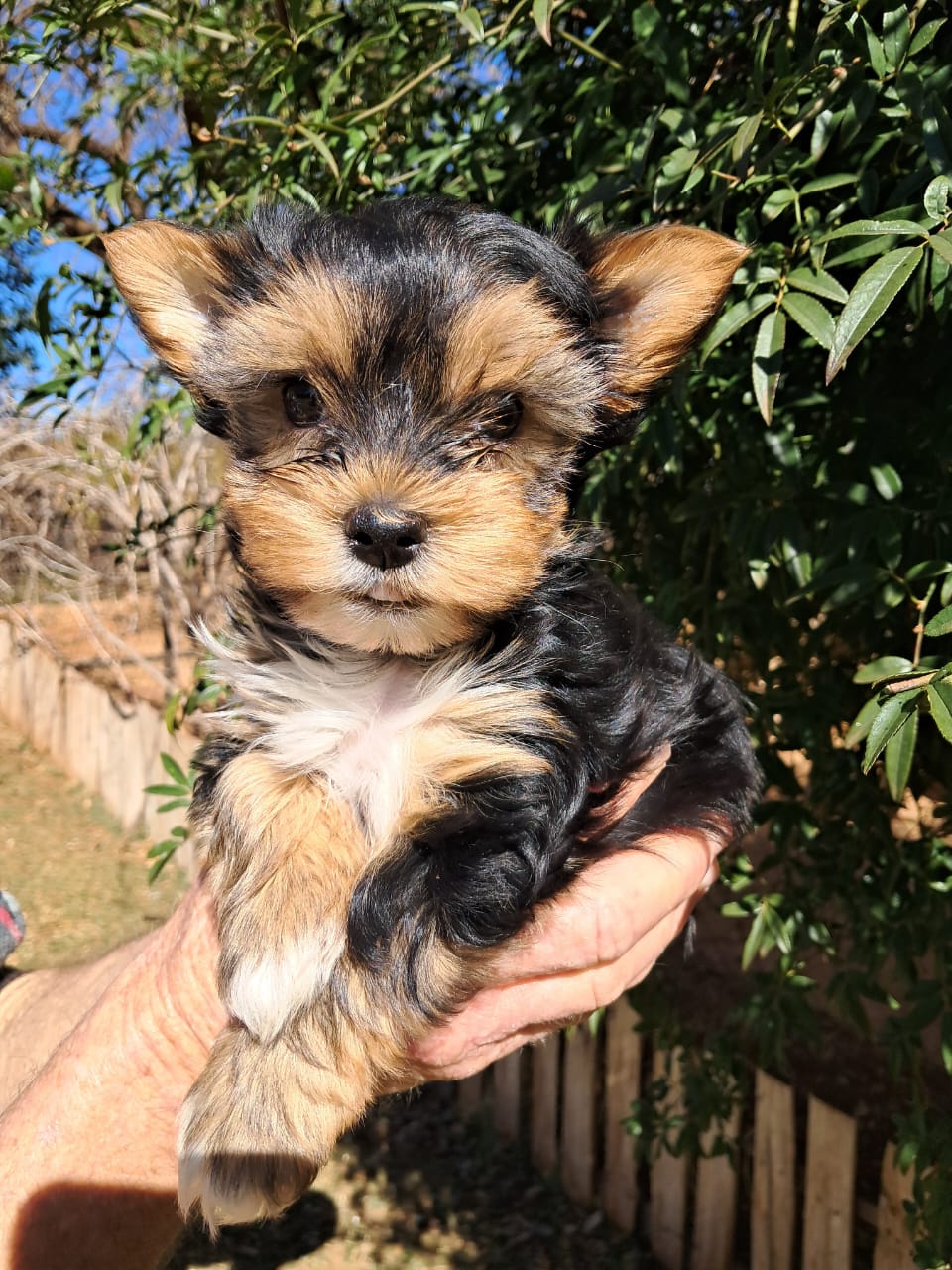Yorkshire terrier puppies yorkies pocket size | Junk Mail Marketplace