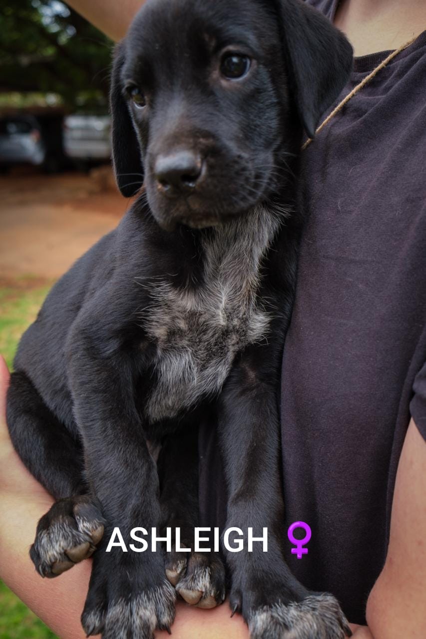 Weiler-Dane (Rottweiler X Great Dane) puppies | Junk Mail Marketplace