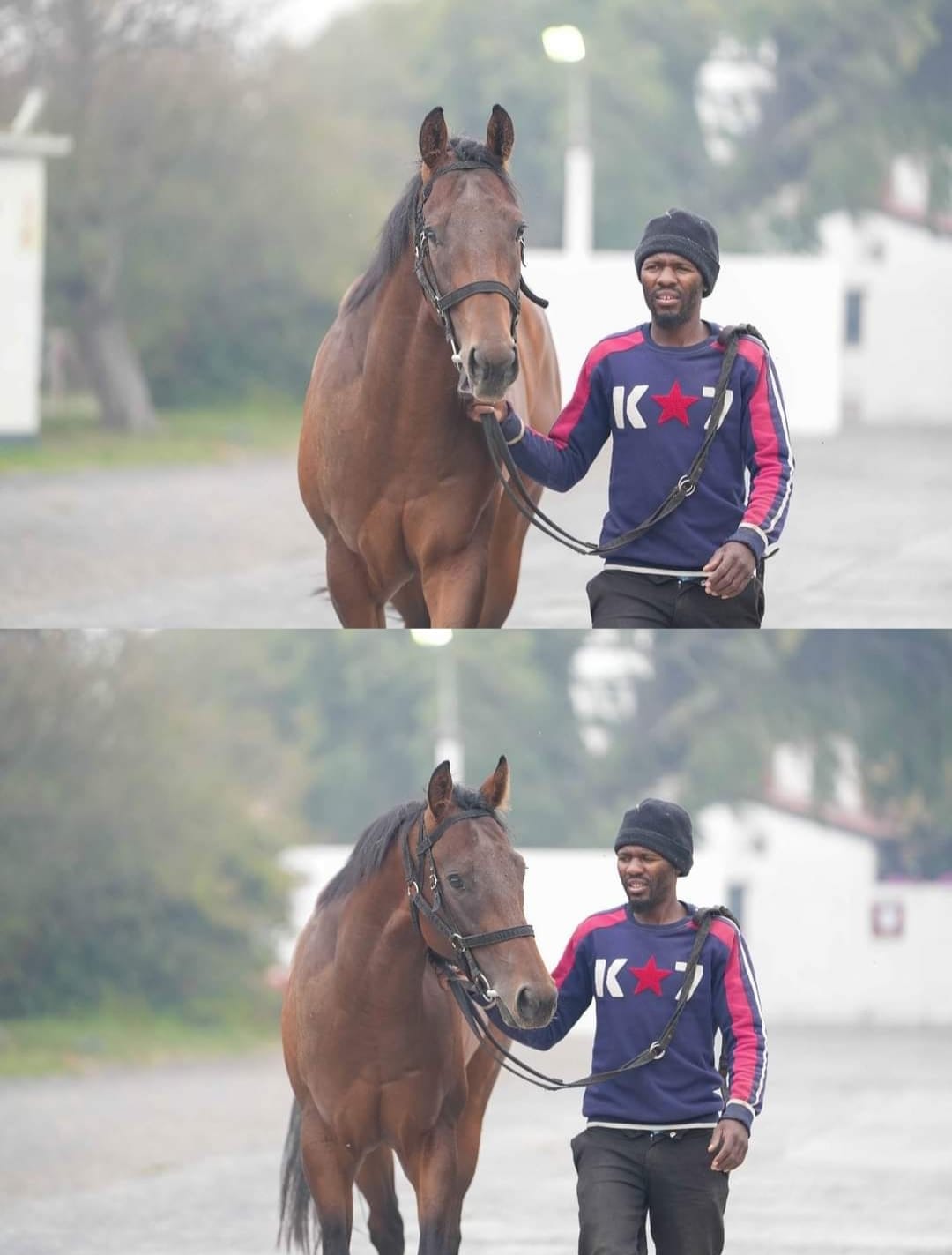 GORGEOUS, FLASHY 3YR OLD THOROUGHBRED STALLION FOR SALE OR SWAP | Junk Mail