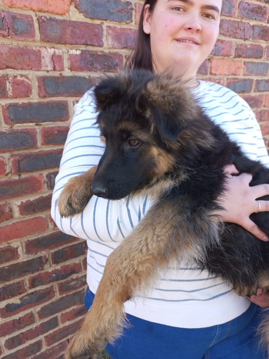 GERMAN SHEPHERD PUPPIES AVAILABLE. PURE BREED | Junk Mail