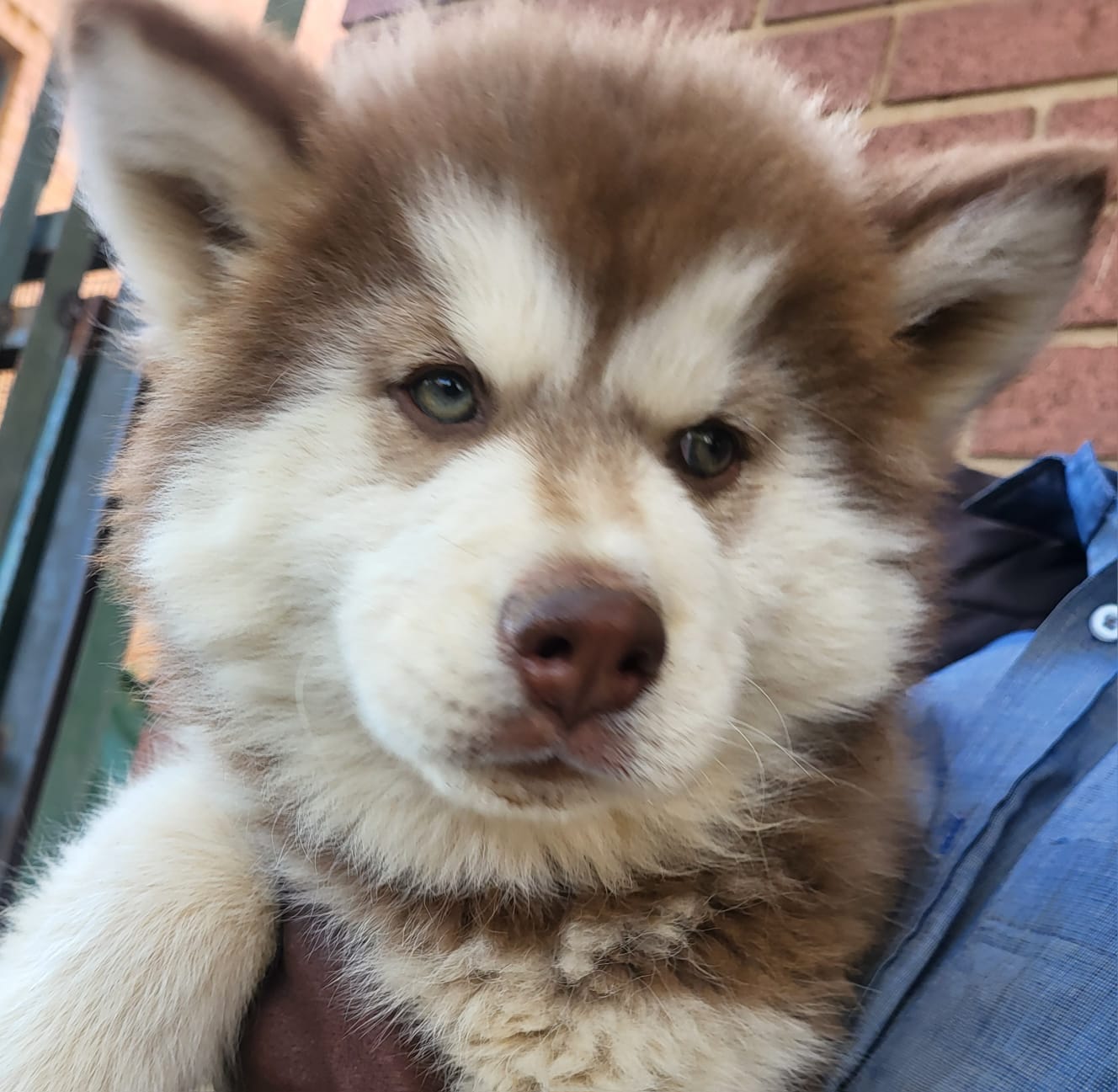 Siberian Husky Pups for Sale | Junk Mail