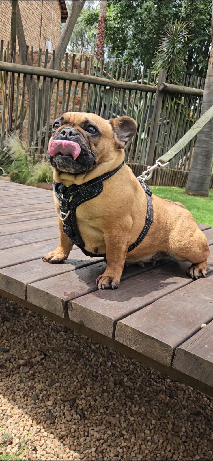 Nini - Frenchie Female | Junk Mail Marketplace