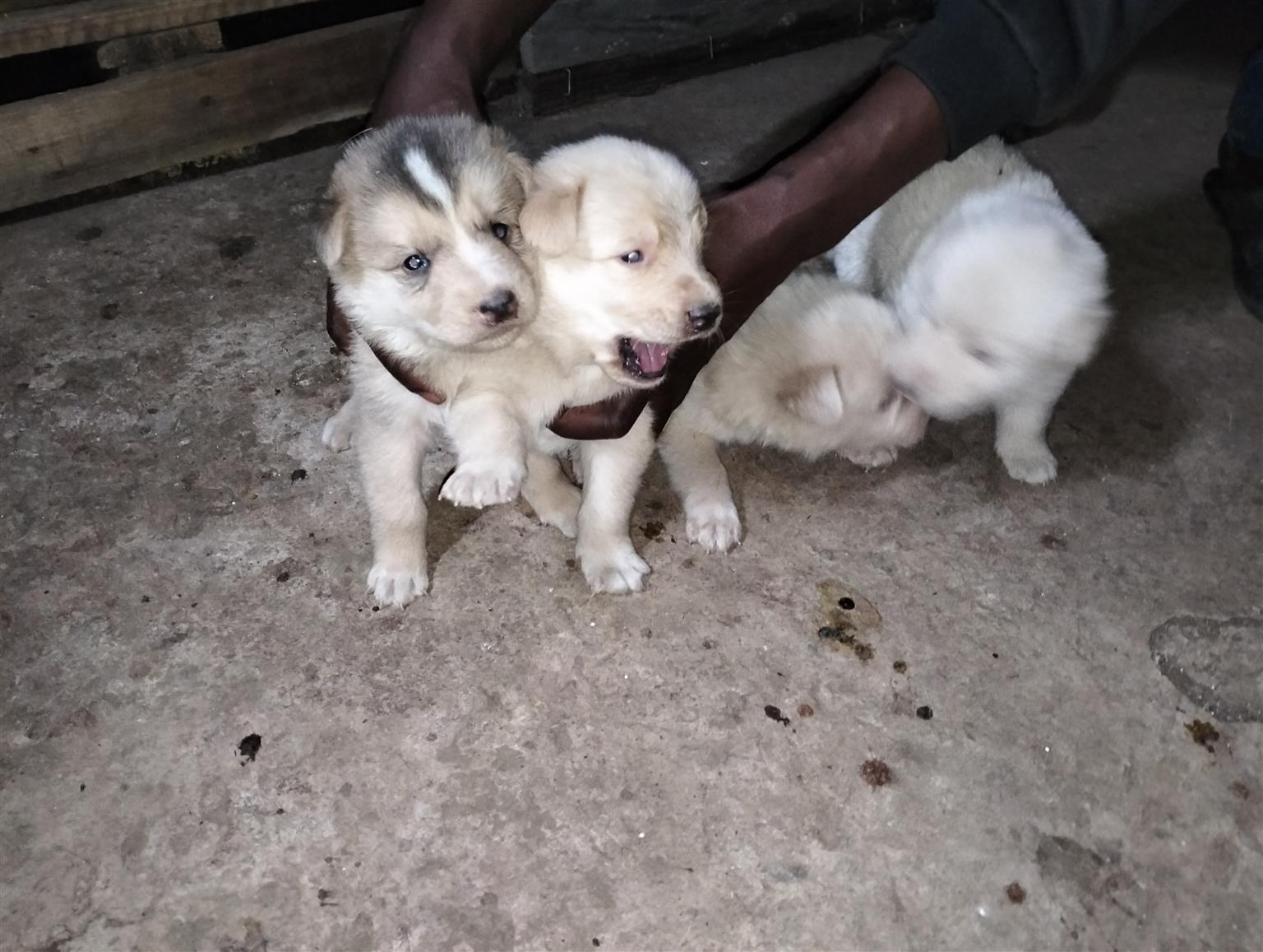 Labrador cross Alsation puppies | Junk Mail