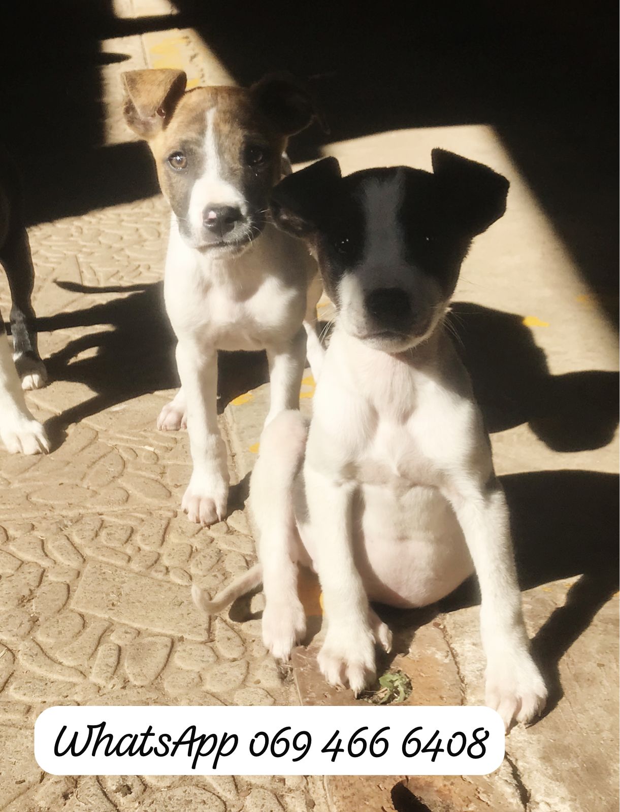 Great Dane cross Labrador puppy | Junk Mail Marketplace