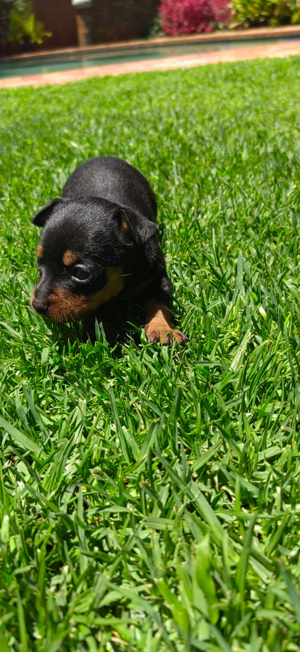 Miniature Doberman Pincher Puppies Junk Mail