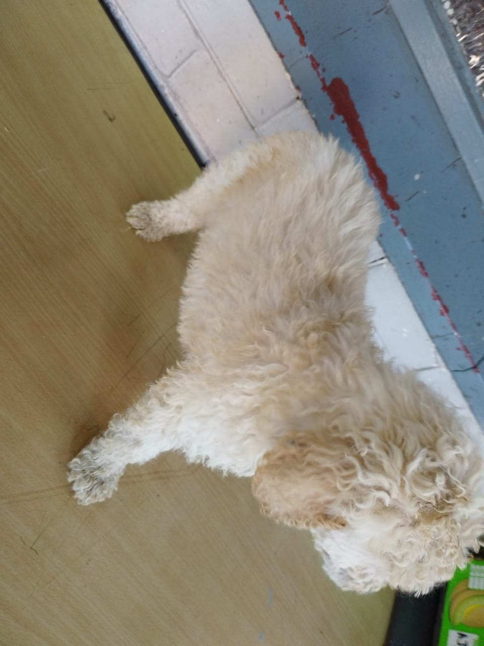 Standard French poodle | Junk Mail Marketplace